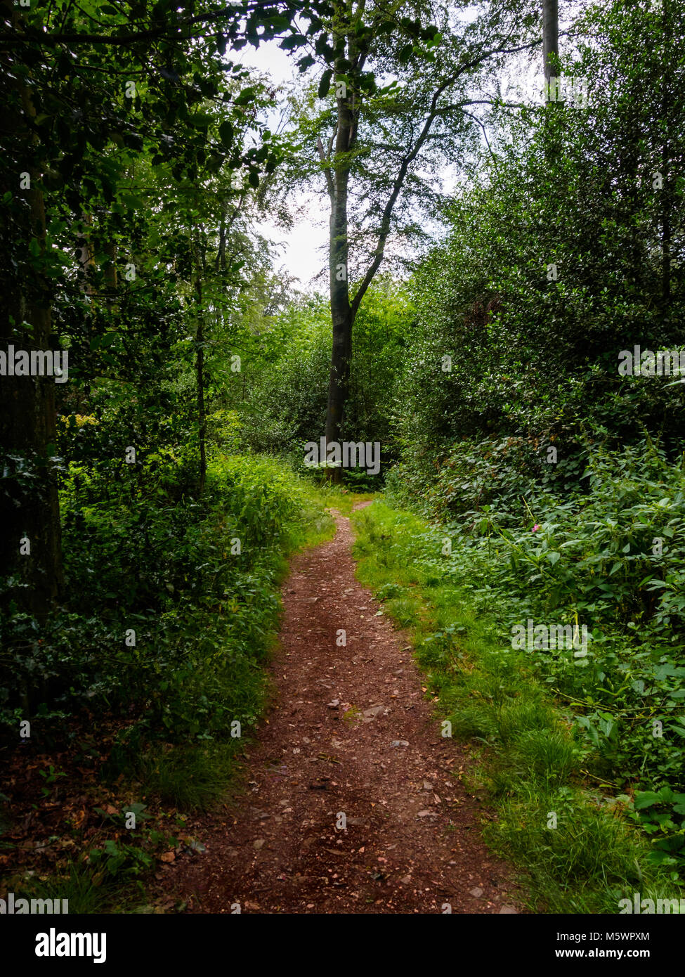 Path in the woods Stock Photo - Alamy