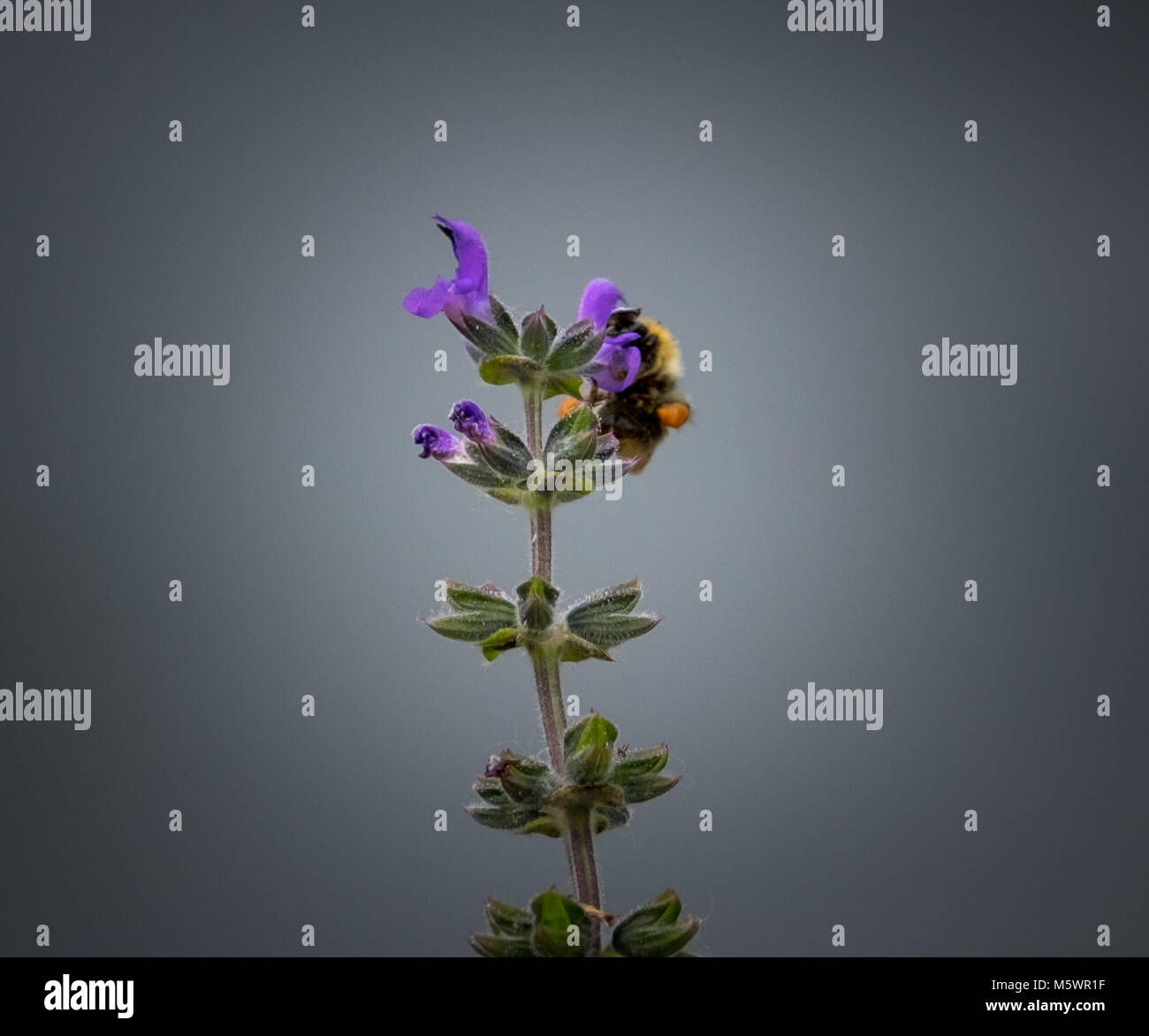 honey bee in summer Stock Photo - Alamy