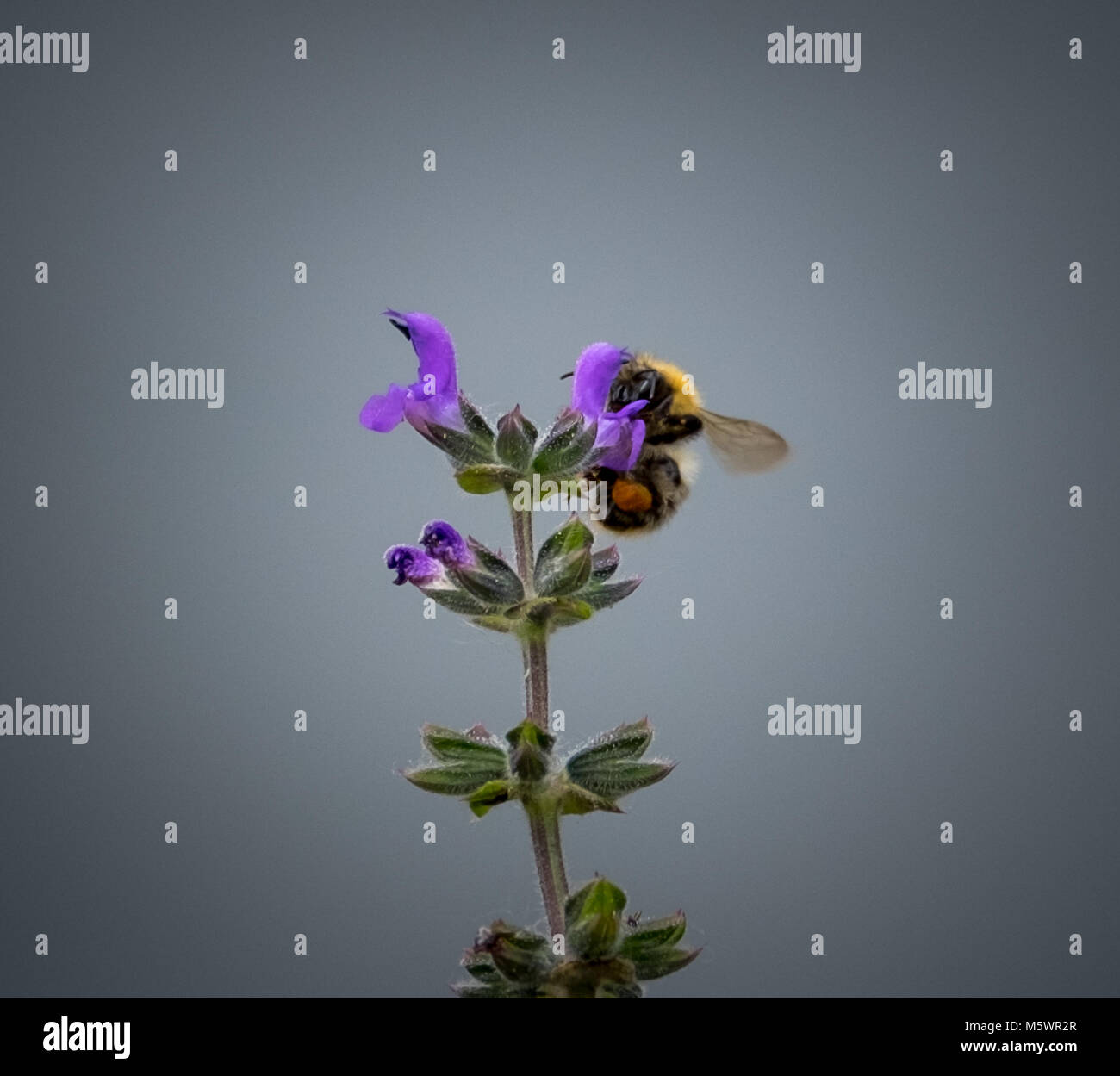 honey bee in summer Stock Photo - Alamy