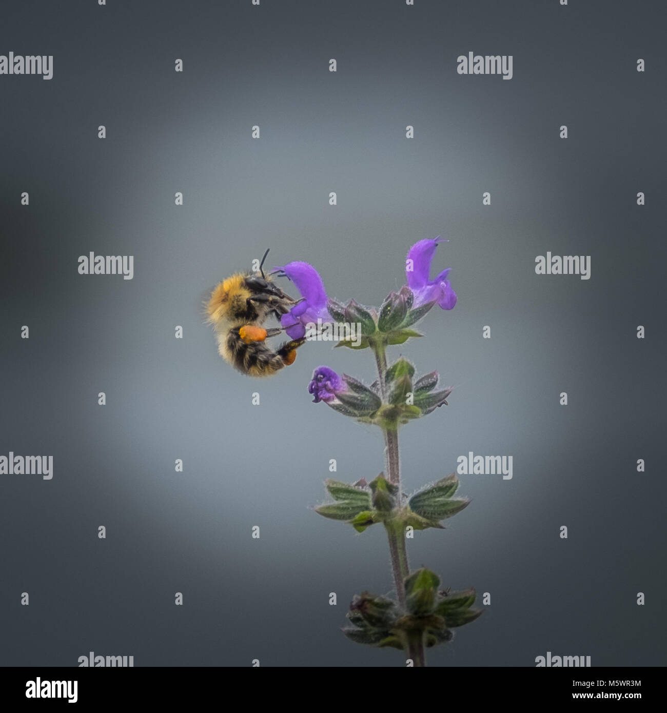 honey bee in summer Stock Photo - Alamy