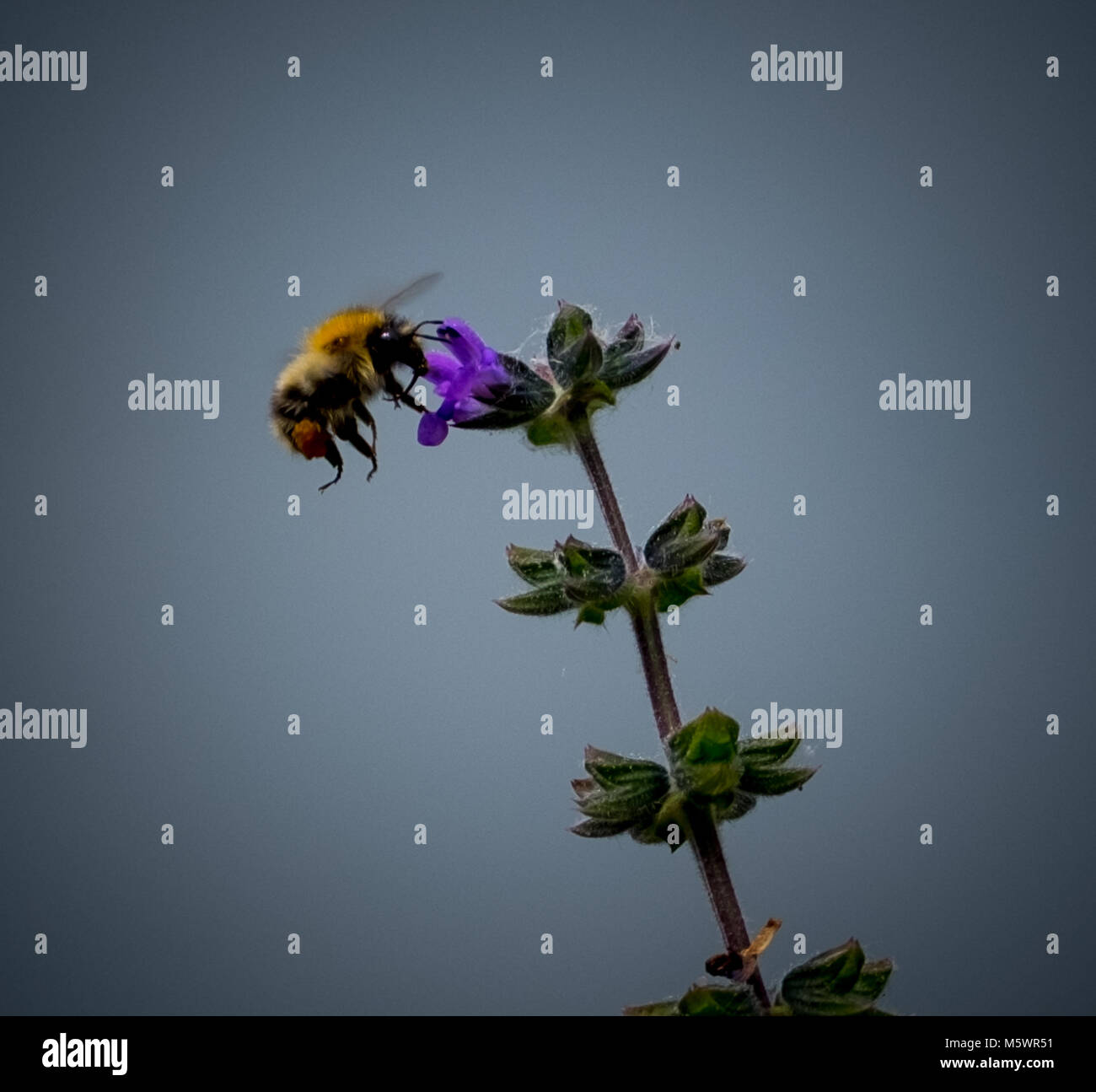 honey bee in summer Stock Photo - Alamy