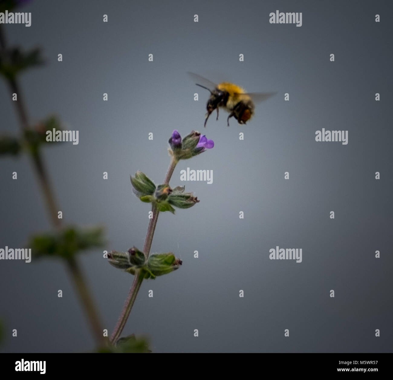 honey bee in summer Stock Photo - Alamy