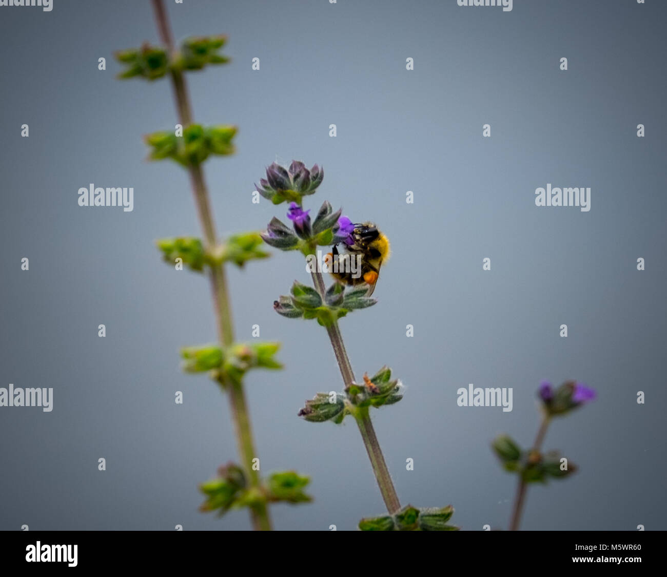honey bee in summer Stock Photo - Alamy