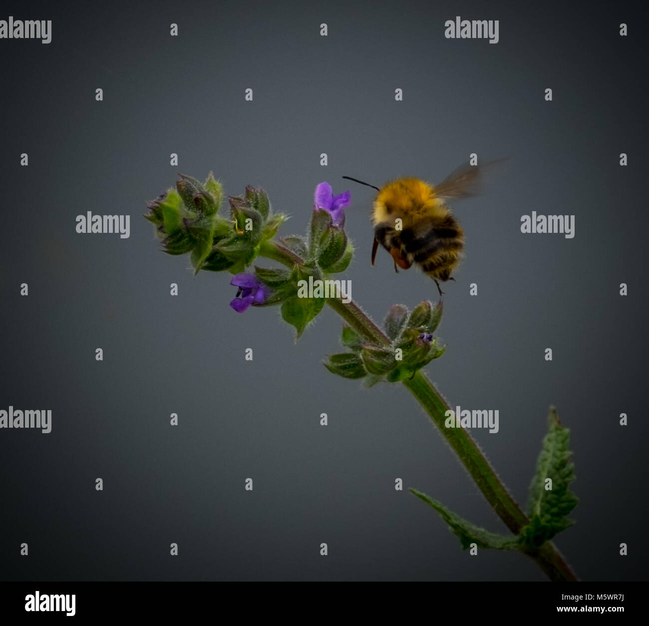 honey bee in summer Stock Photo - Alamy