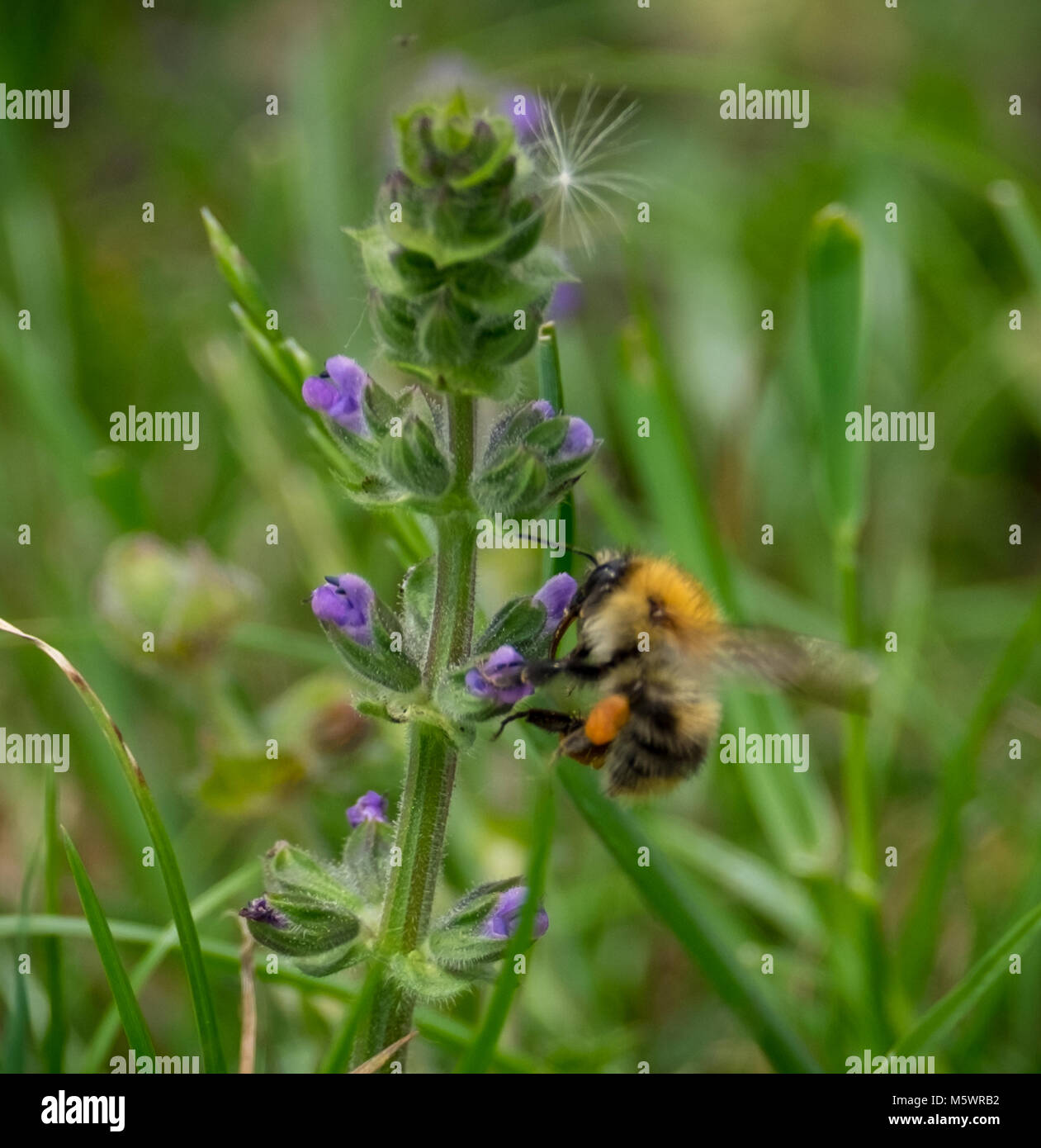 honey bee in summer Stock Photo - Alamy
