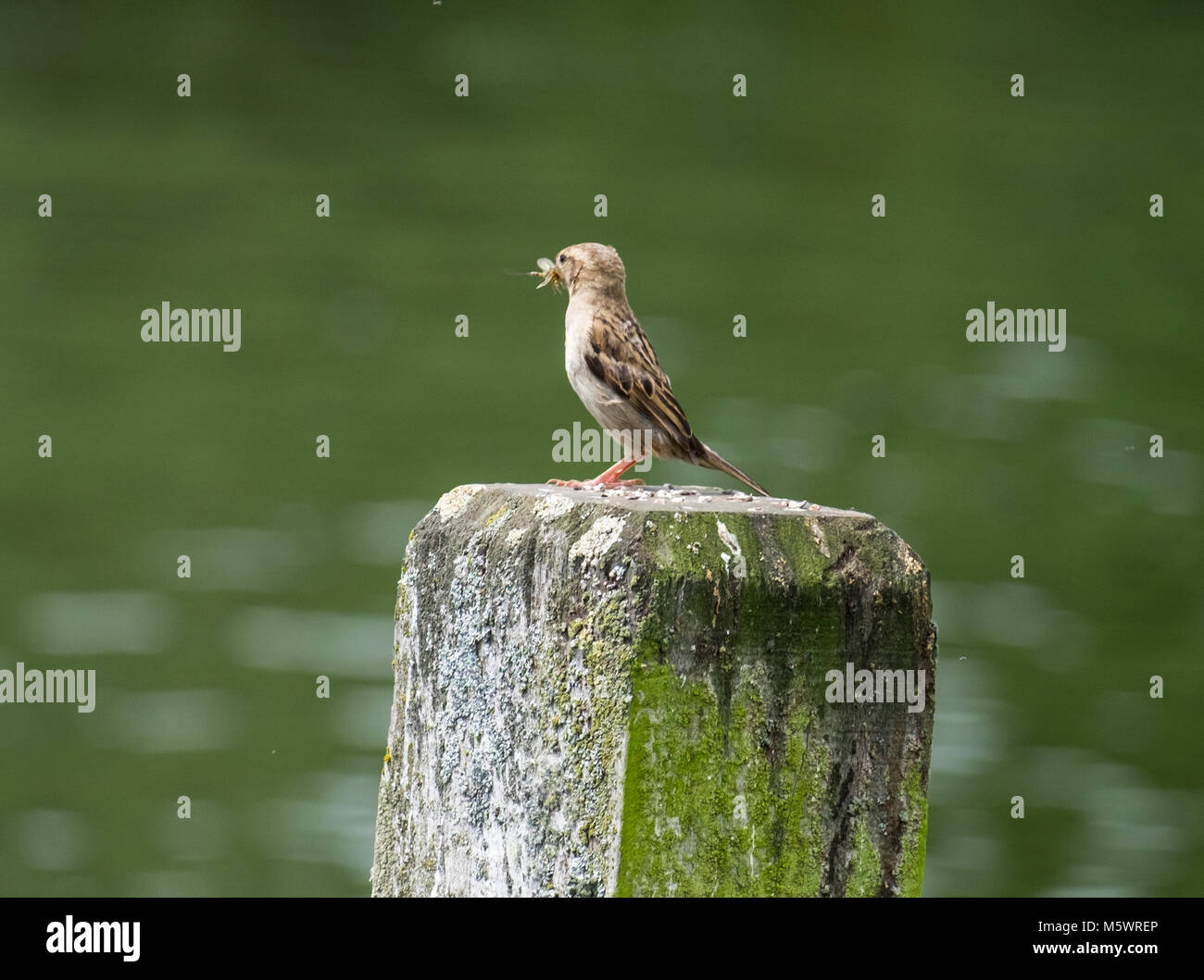 Catching flies hi-res stock photography and images - Alamy