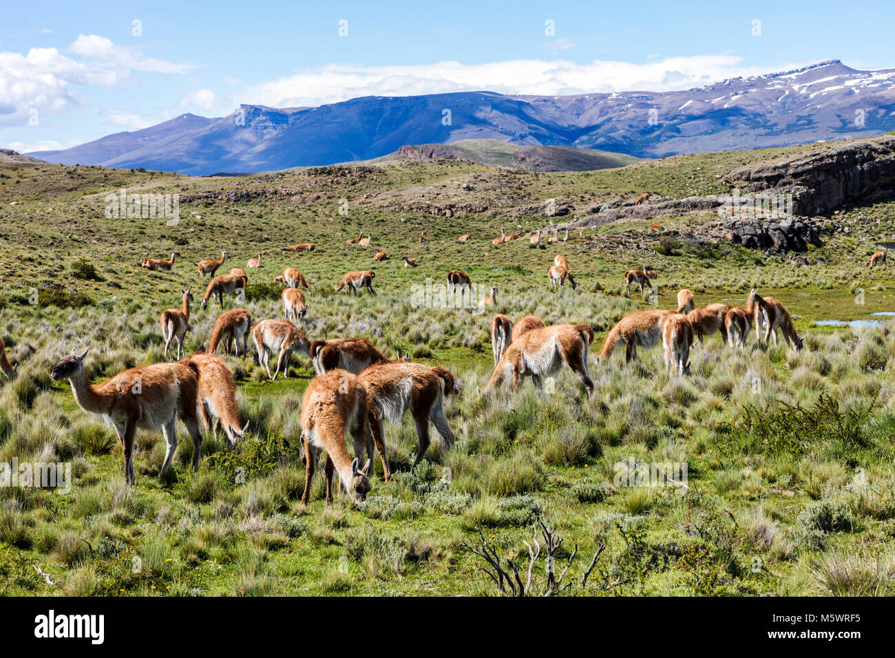 Wild guanaco; Lama guanicoe; camelid; grazing; Torres del Paine ...
