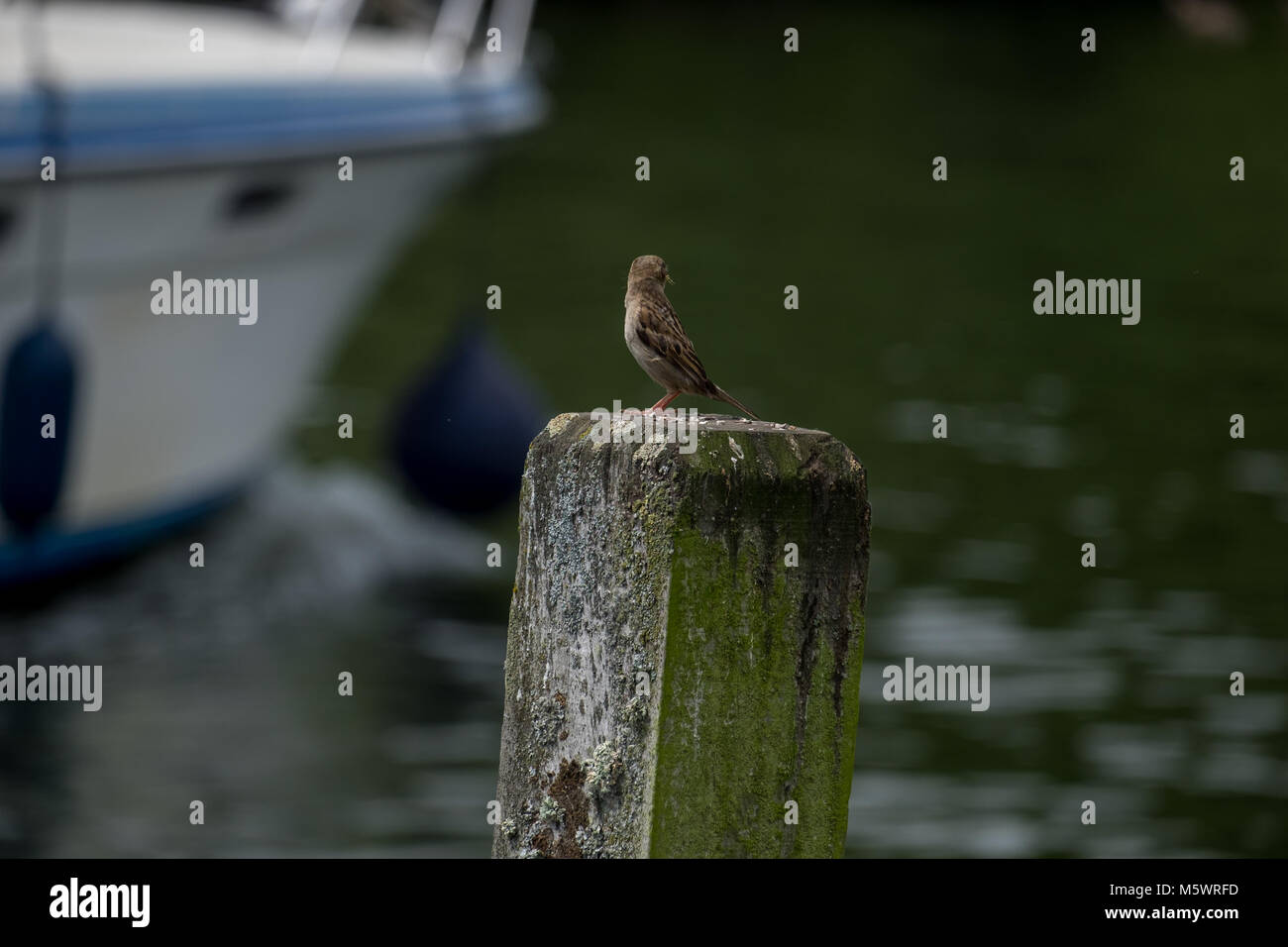 Catching Flies High Resolution Stock Photography and Images - Alamy