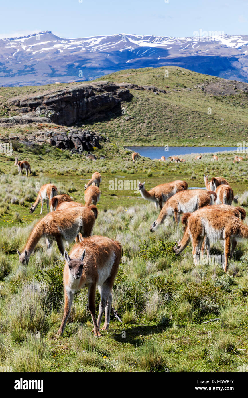 Wild guanaco; Lama guanicoe; camelid; grazing; Torres del Paine ...