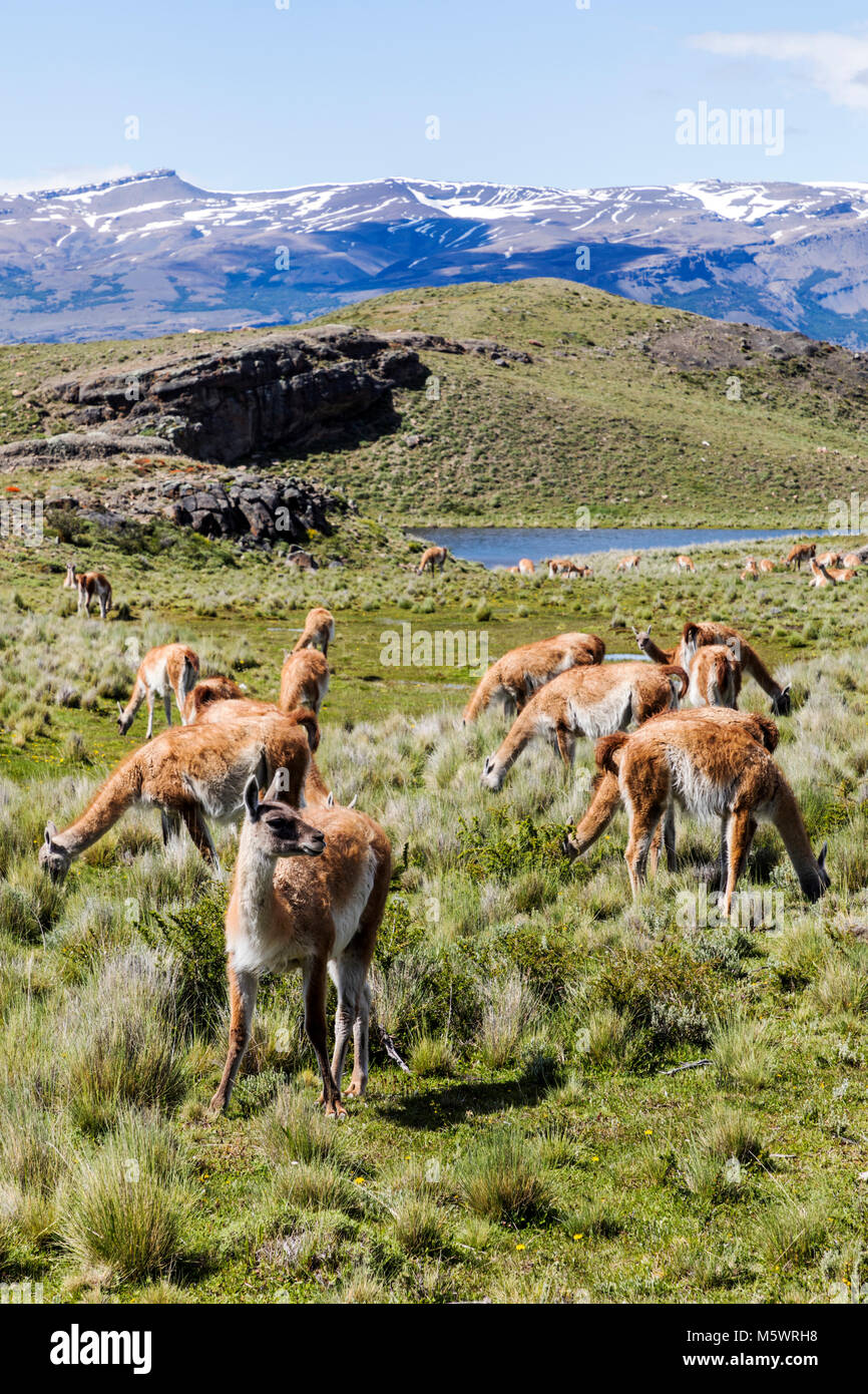 Wild guanaco; Lama guanicoe; camelid; grazing; Torres del Paine ...