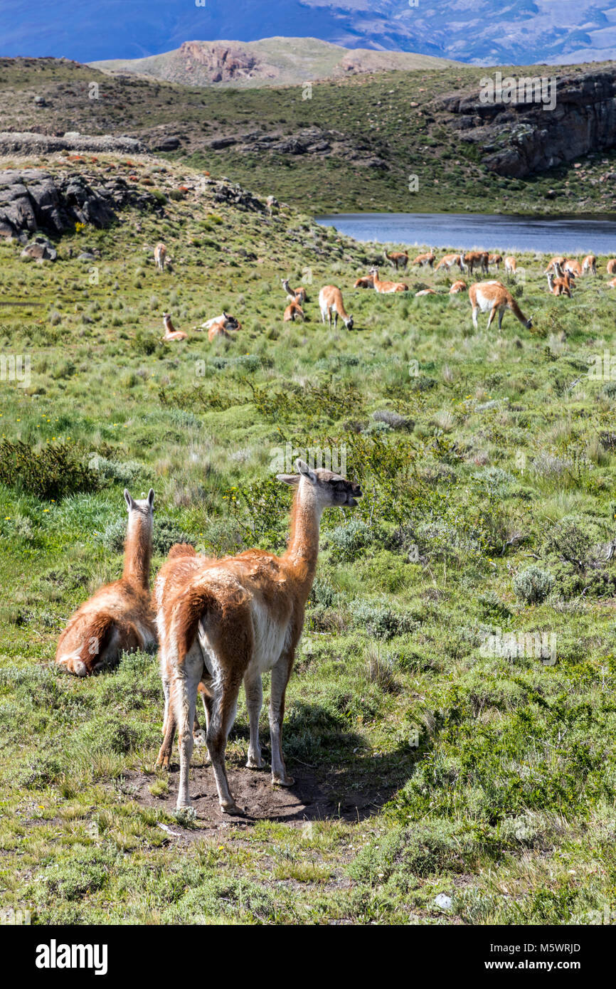 Wild guanaco; Lama guanicoe; camelid; grazing; Torres del Paine ...
