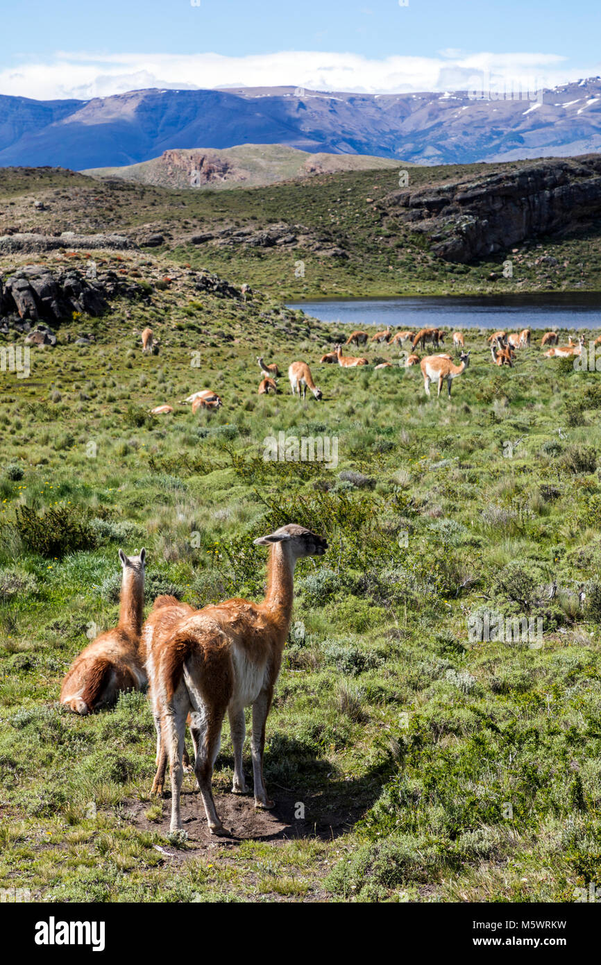 Wild guanaco; Lama guanicoe; camelid; grazing; Torres del Paine ...