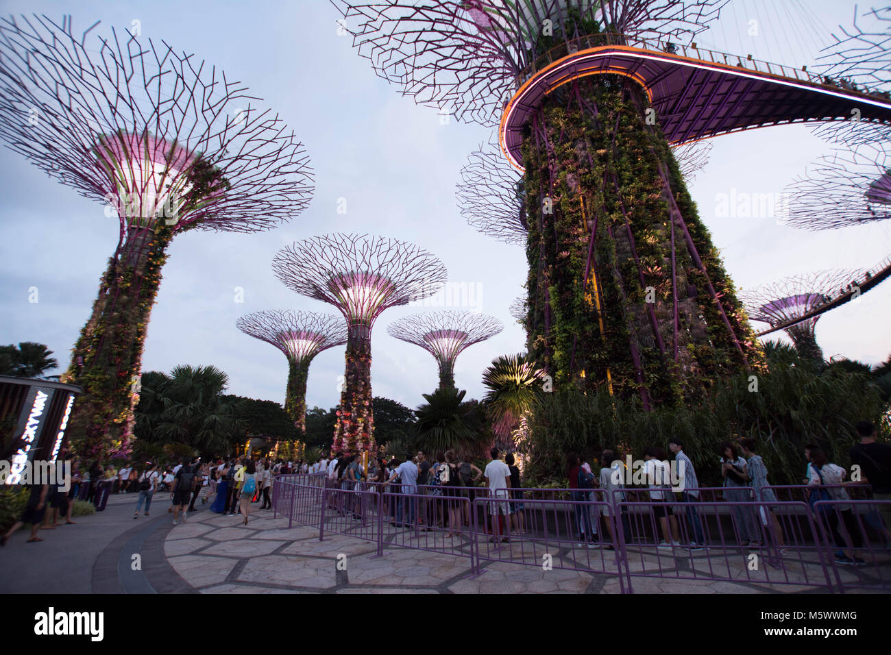 Illuminated Supertrees and Skywalk in Gardens by the bay in Singapore ...