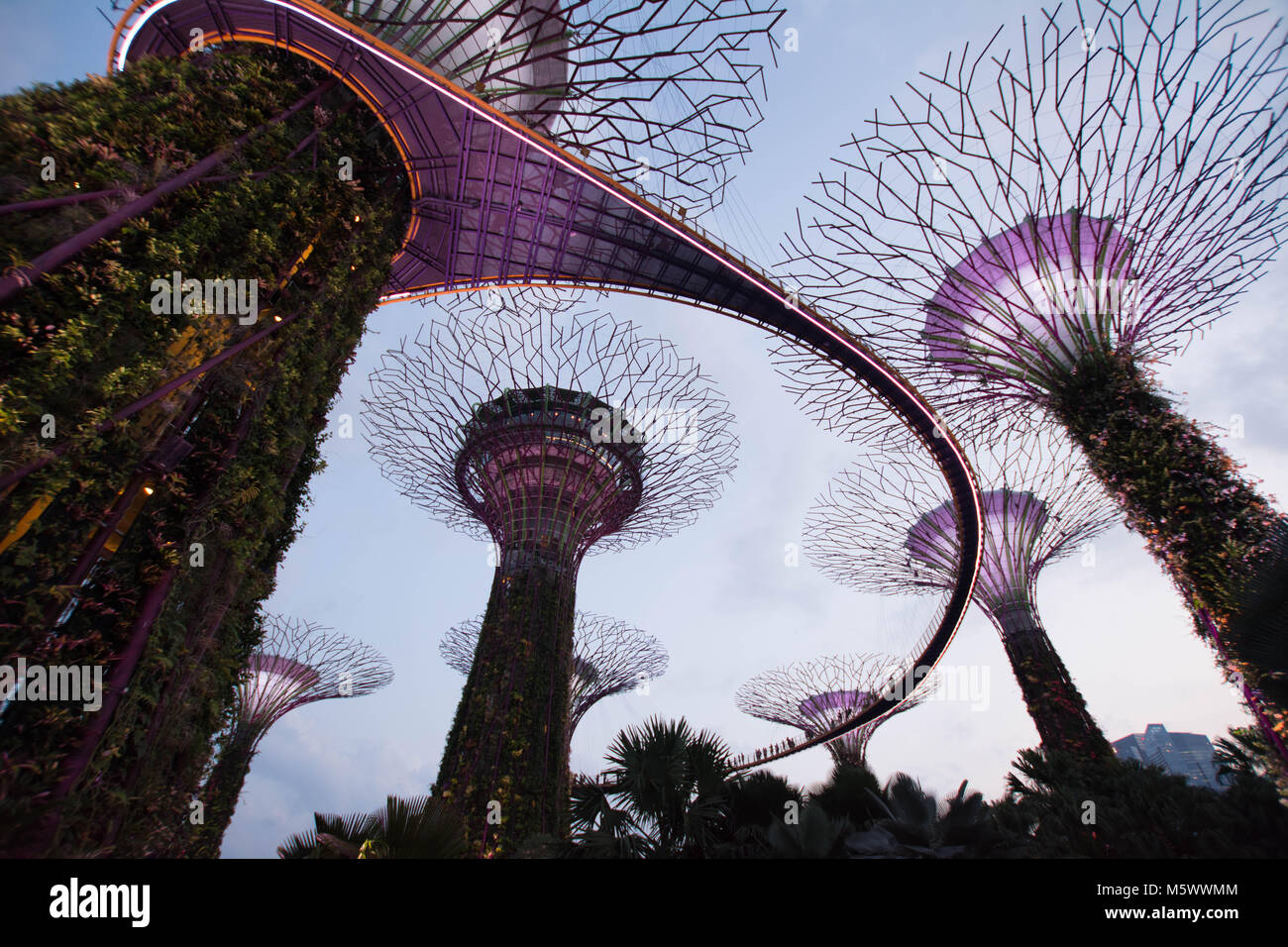 Illuminated Supertrees and Skywalk in Gardens by the bay in Singapore ...