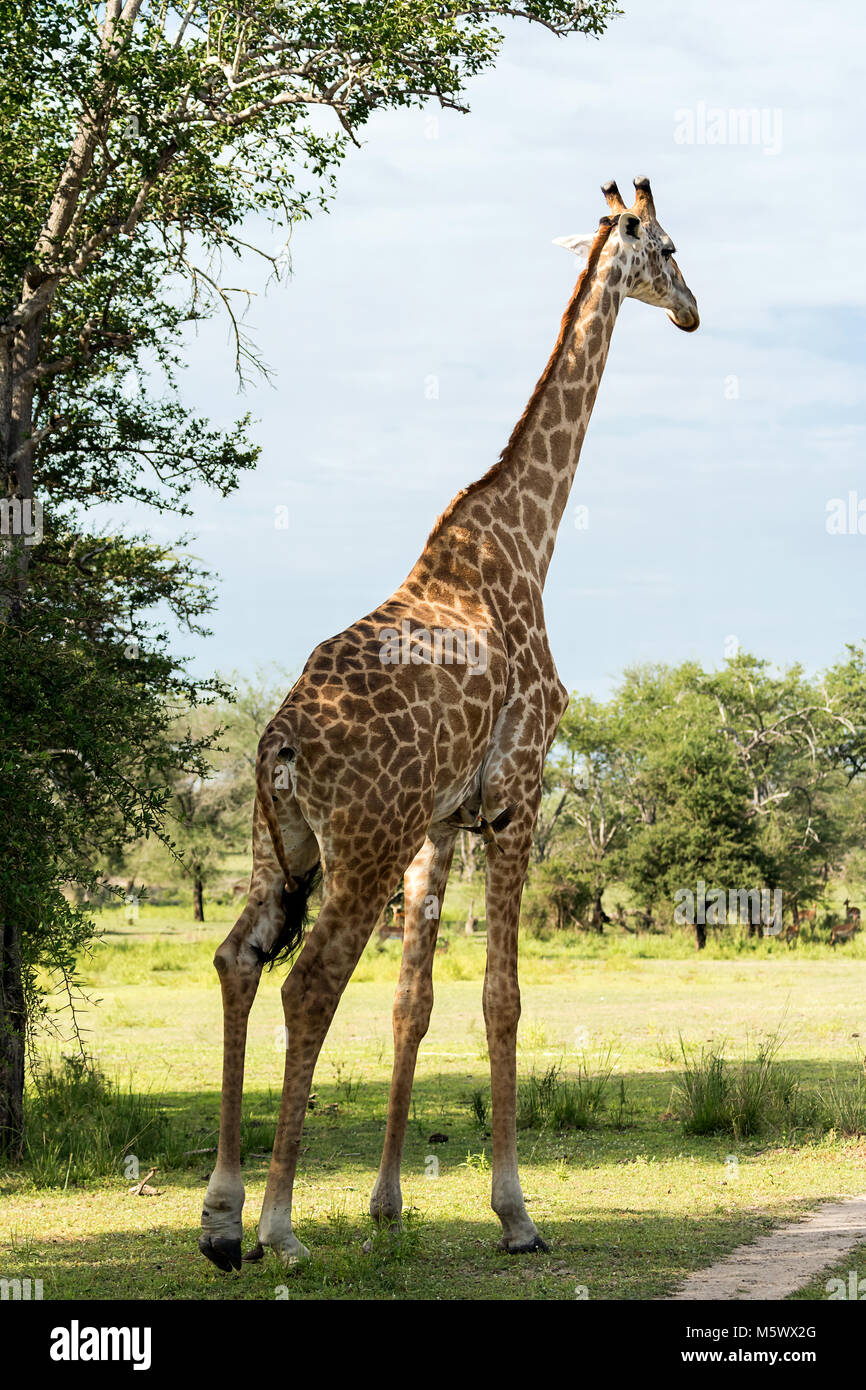 Giraffe in the savanna Stock Photo - Alamy