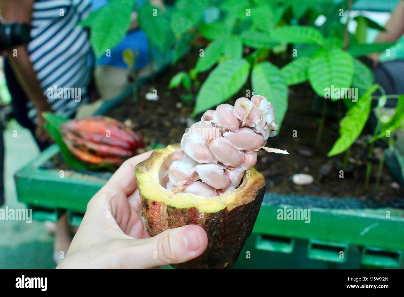 Cacao plantation hi-res stock photography and images - Alamy
