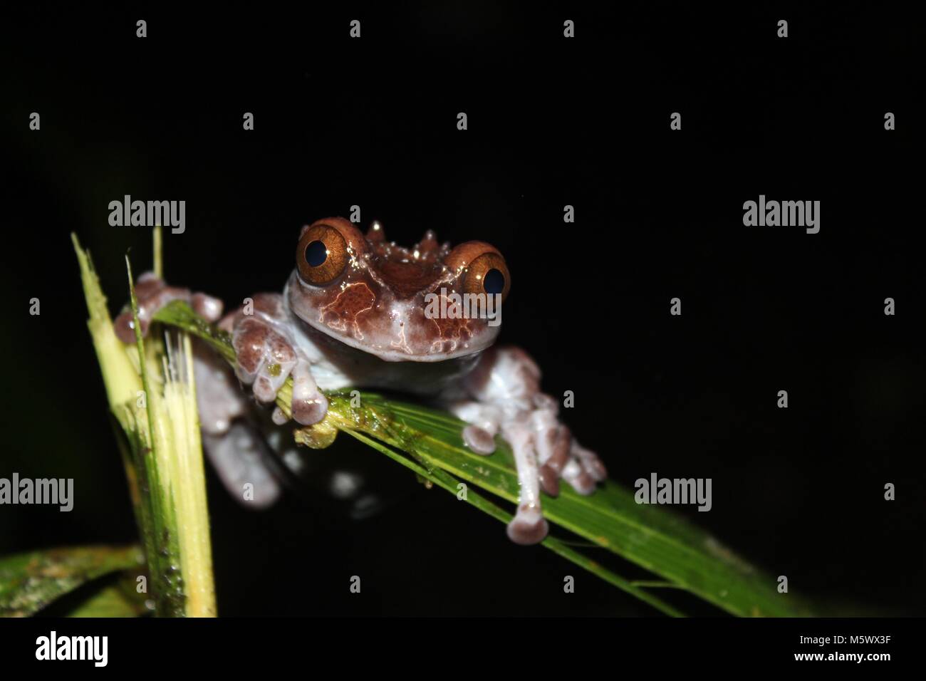 Green night frog hi-res stock photography and images - Alamy