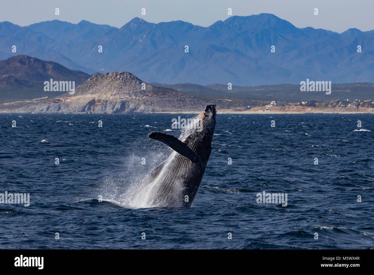 Humpback whale breaching off of Cabo San Lucas in Baja, Mexico Stock ...
