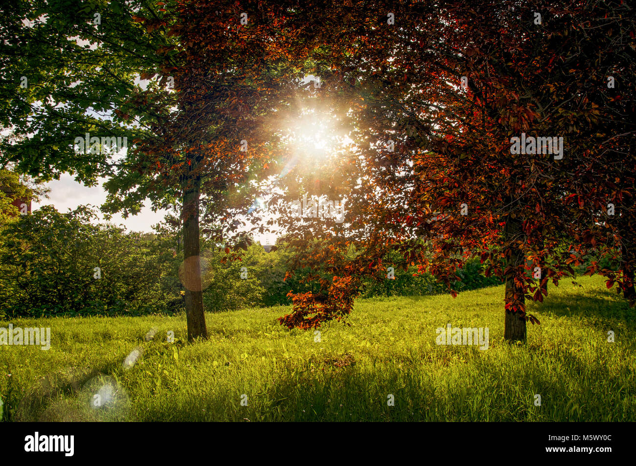 View of trees in lawn, with rays of sunset crossing the leaves. In park ...