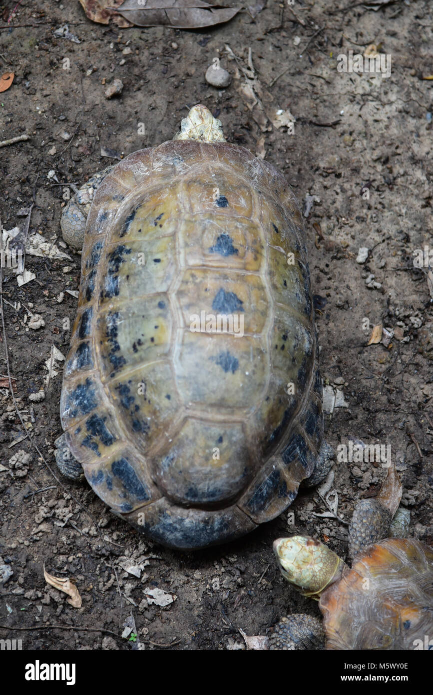 Turtle breeding season Stock Photo - Alamy