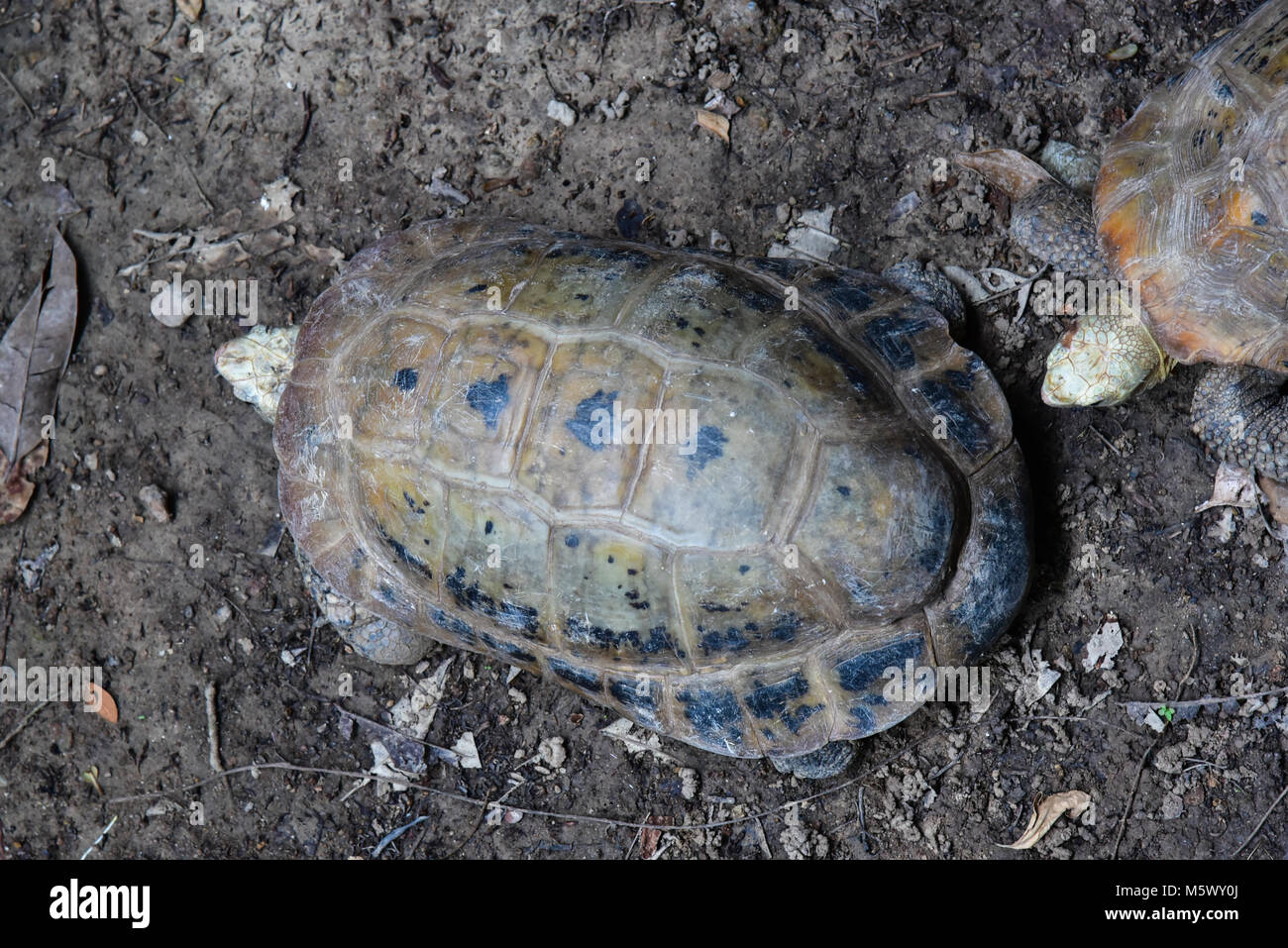 Turtle breeding season Stock Photo - Alamy