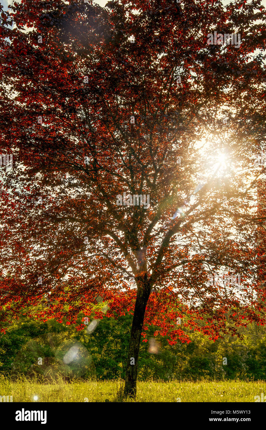 View of trees in lawn, with rays of sunset crossing the leaves. In park ...