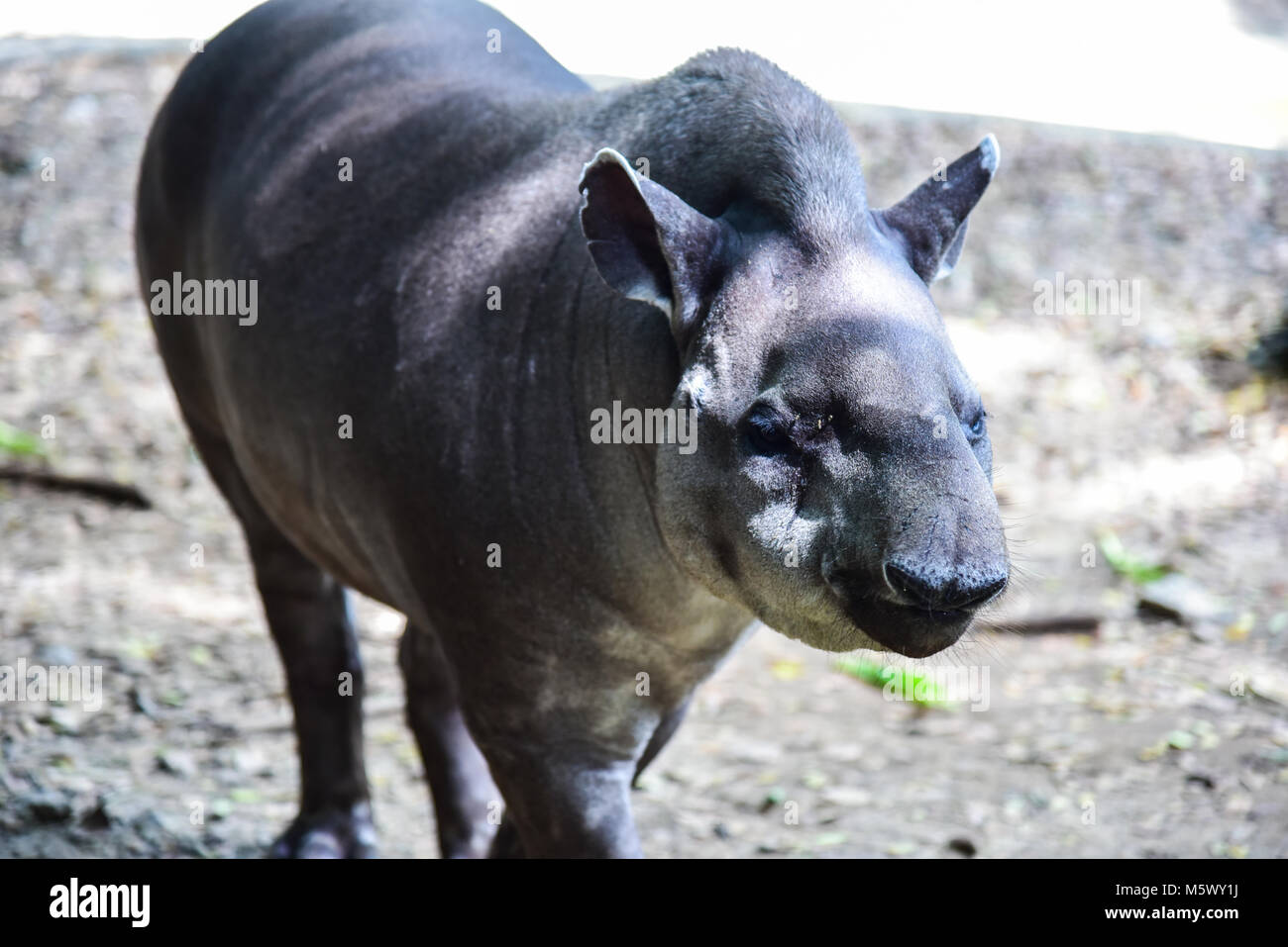 Tapir in forest Stock Photo - Alamy