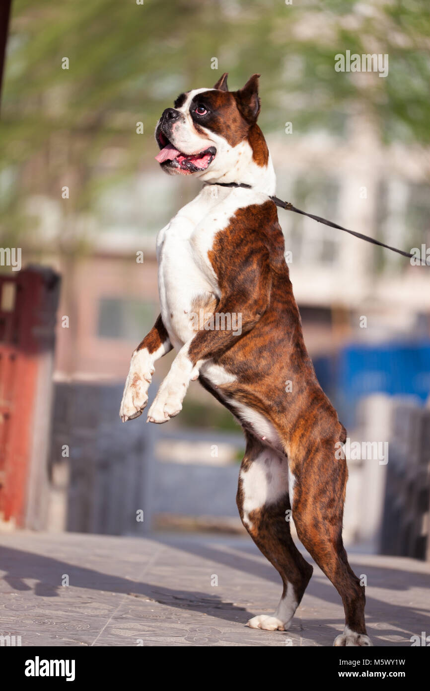 The boxer, playing in the park Stock Photo - Alamy