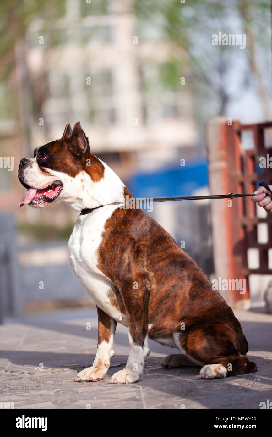 The boxer, playing in the park Stock Photo - Alamy