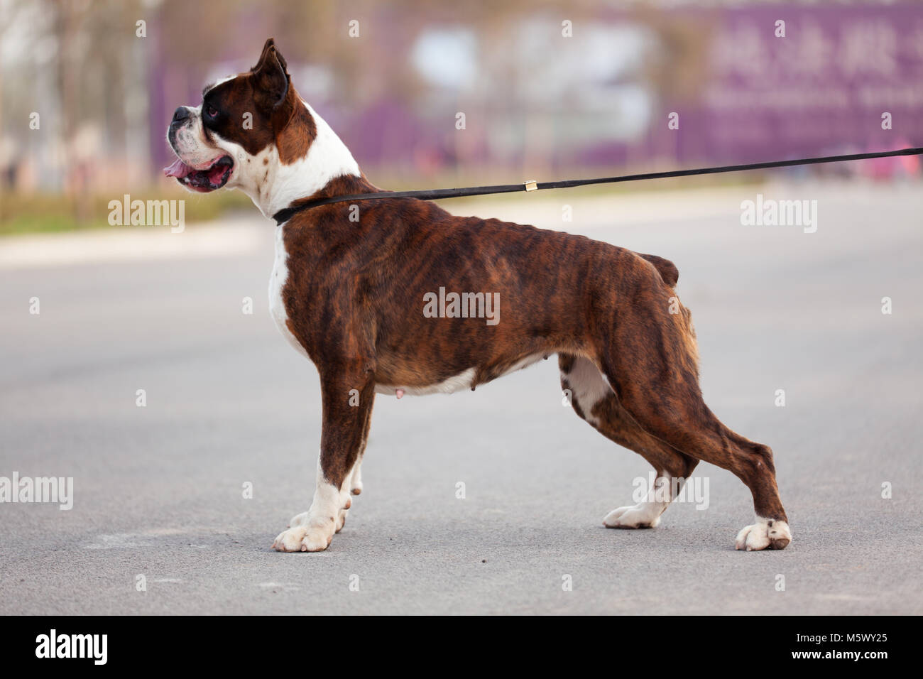 The boxer, playing in the park Stock Photo - Alamy