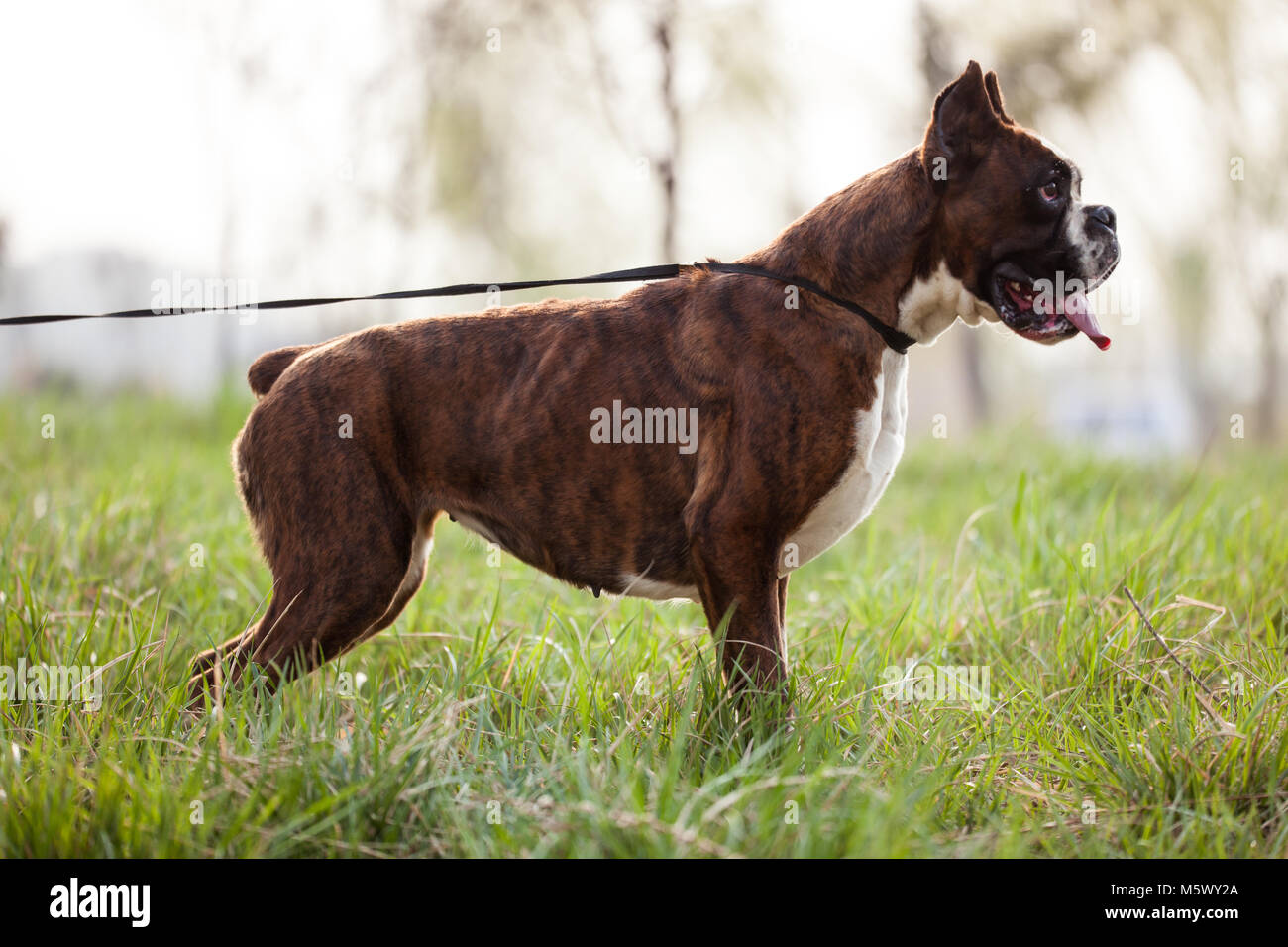 The boxer, playing in the park Stock Photo - Alamy