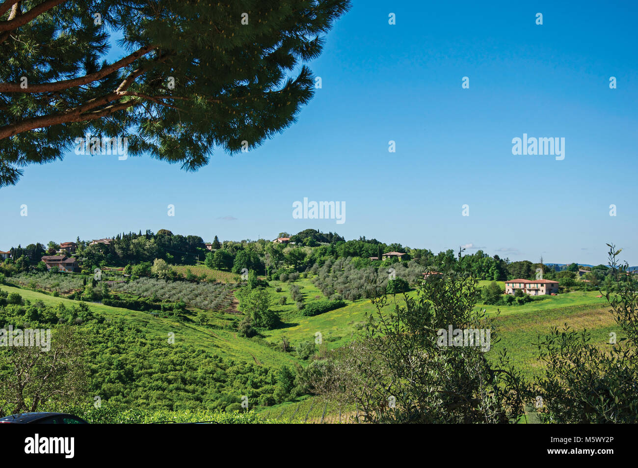 Olive trees and hills with villa at the top in the Tuscan countryside ...