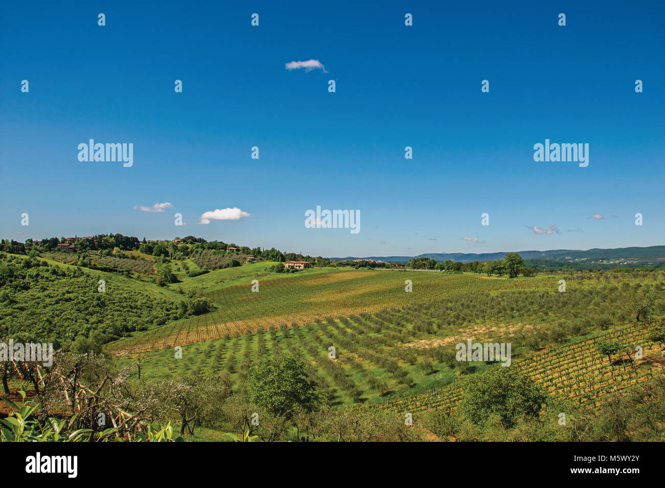 Olive trees and hills with villa at the top in the Tuscan countryside ...