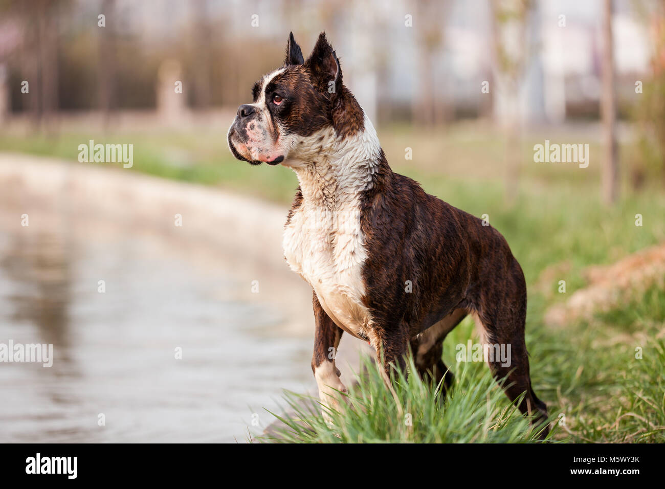 The boxer, playing in the park Stock Photo - Alamy