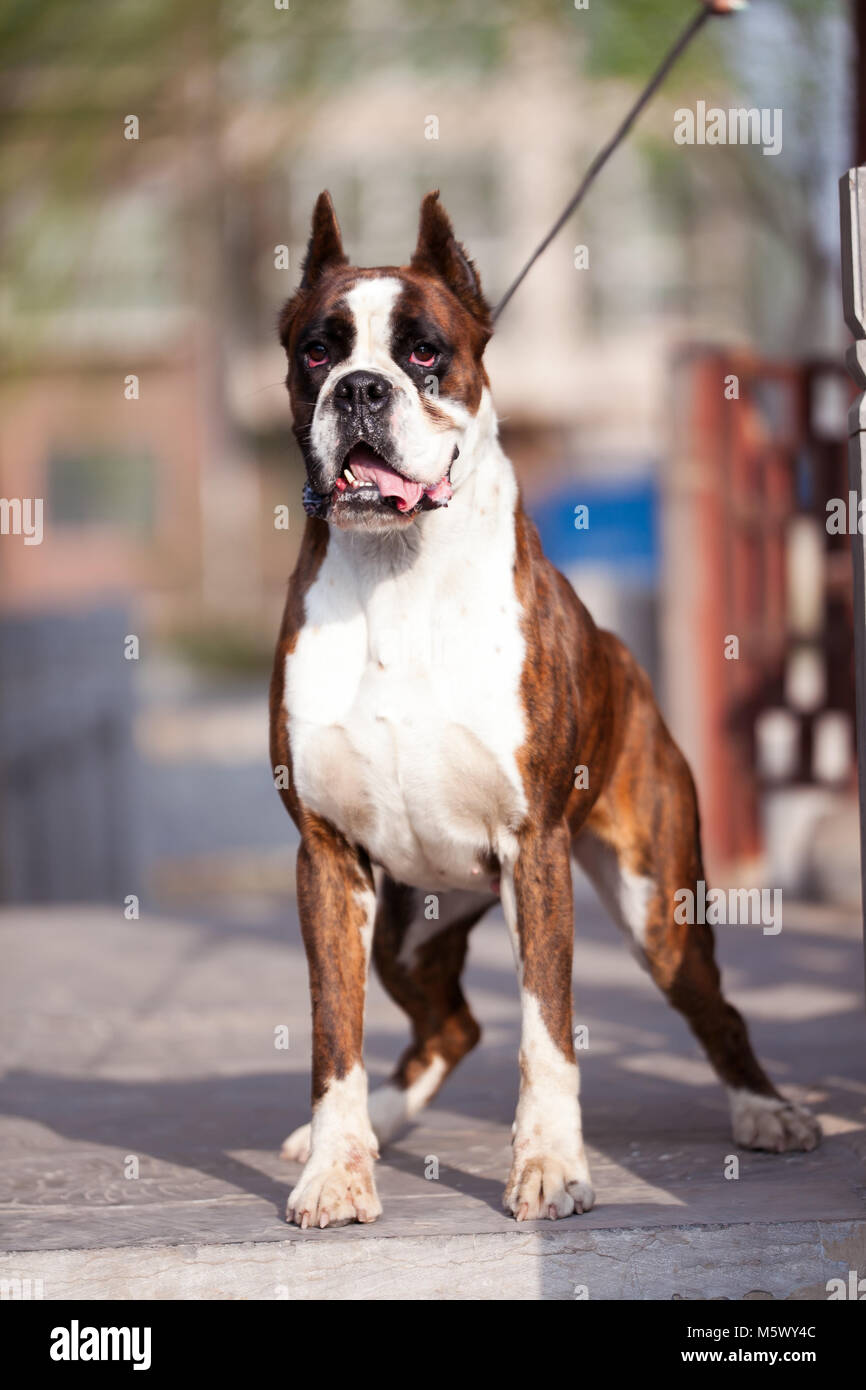 The boxer, playing in the park Stock Photo - Alamy