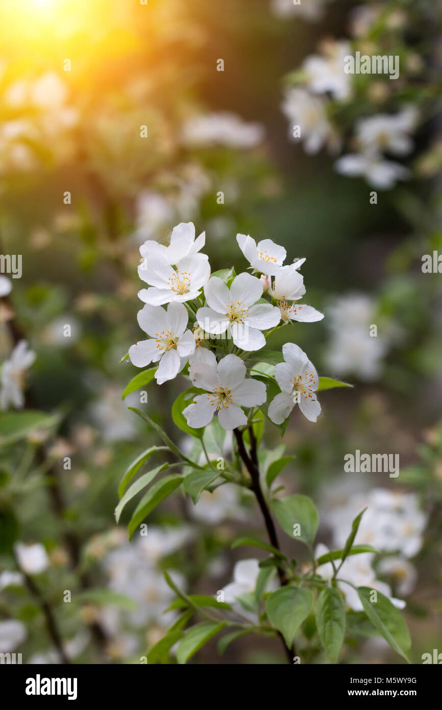The spring shoot white flowers, sunset Stock Photo - Alamy