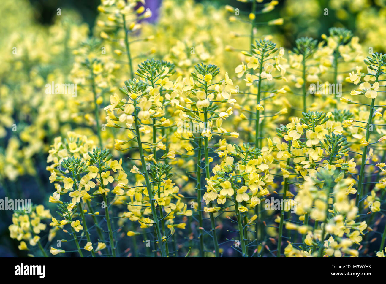 Canola Flowers bloom yellow in the field to create a beautiful yellow ...