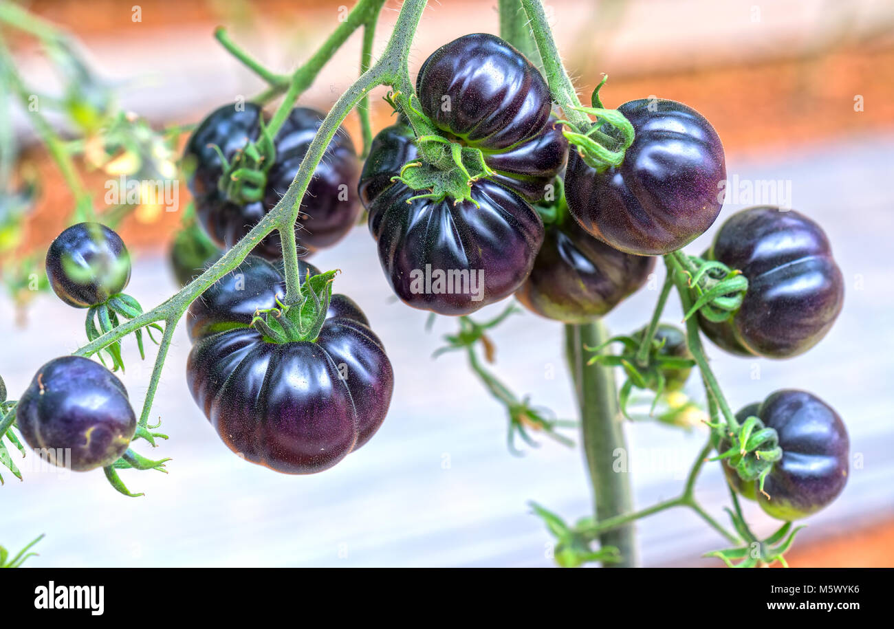 Indigo Rose Black tomato vine ripe in the garden. This type bred from ...