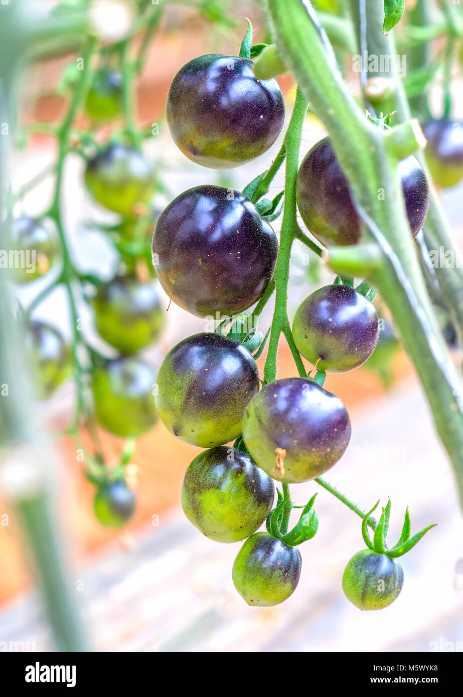 Indigo Rose Tomato