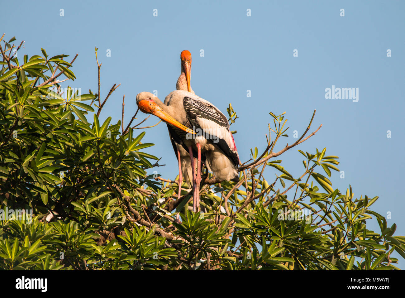 National Zoological Park, New Delhi, India Stock Photo - Alamy
