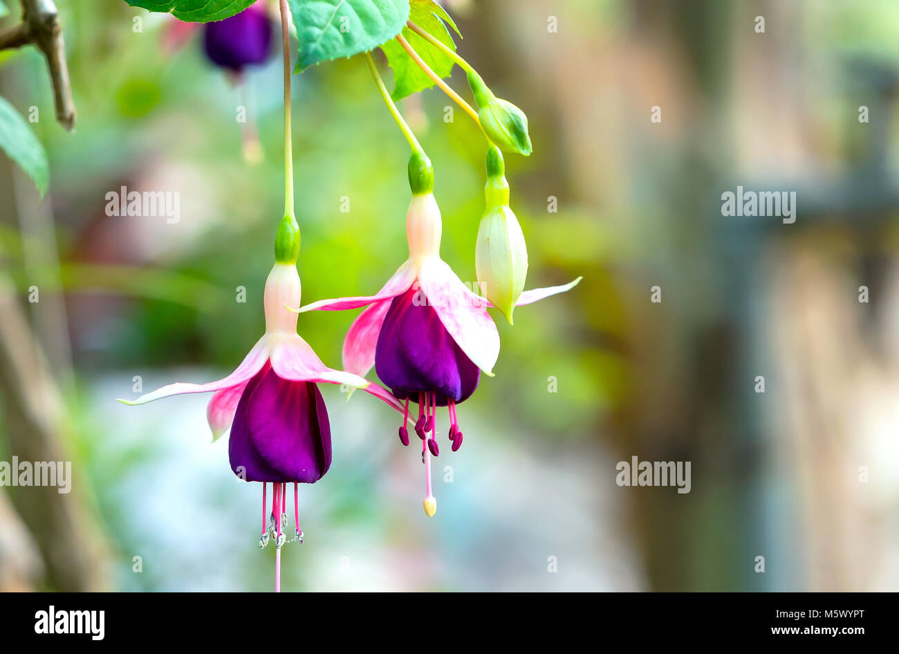 Lantern like flowers hi-res stock photography and images - Alamy