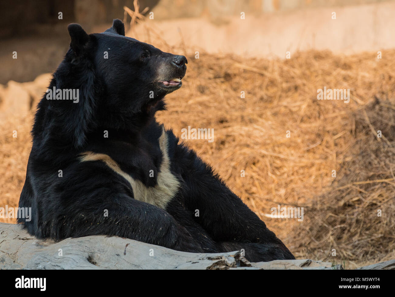 National Zoological Park, New Delhi, India Stock Photo - Alamy