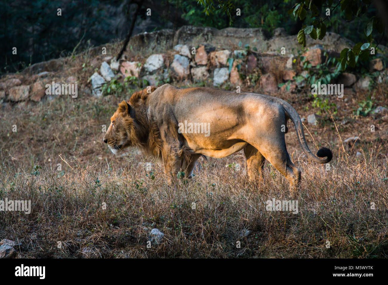 National Zoological Park, New Delhi, India Stock Photo - Alamy