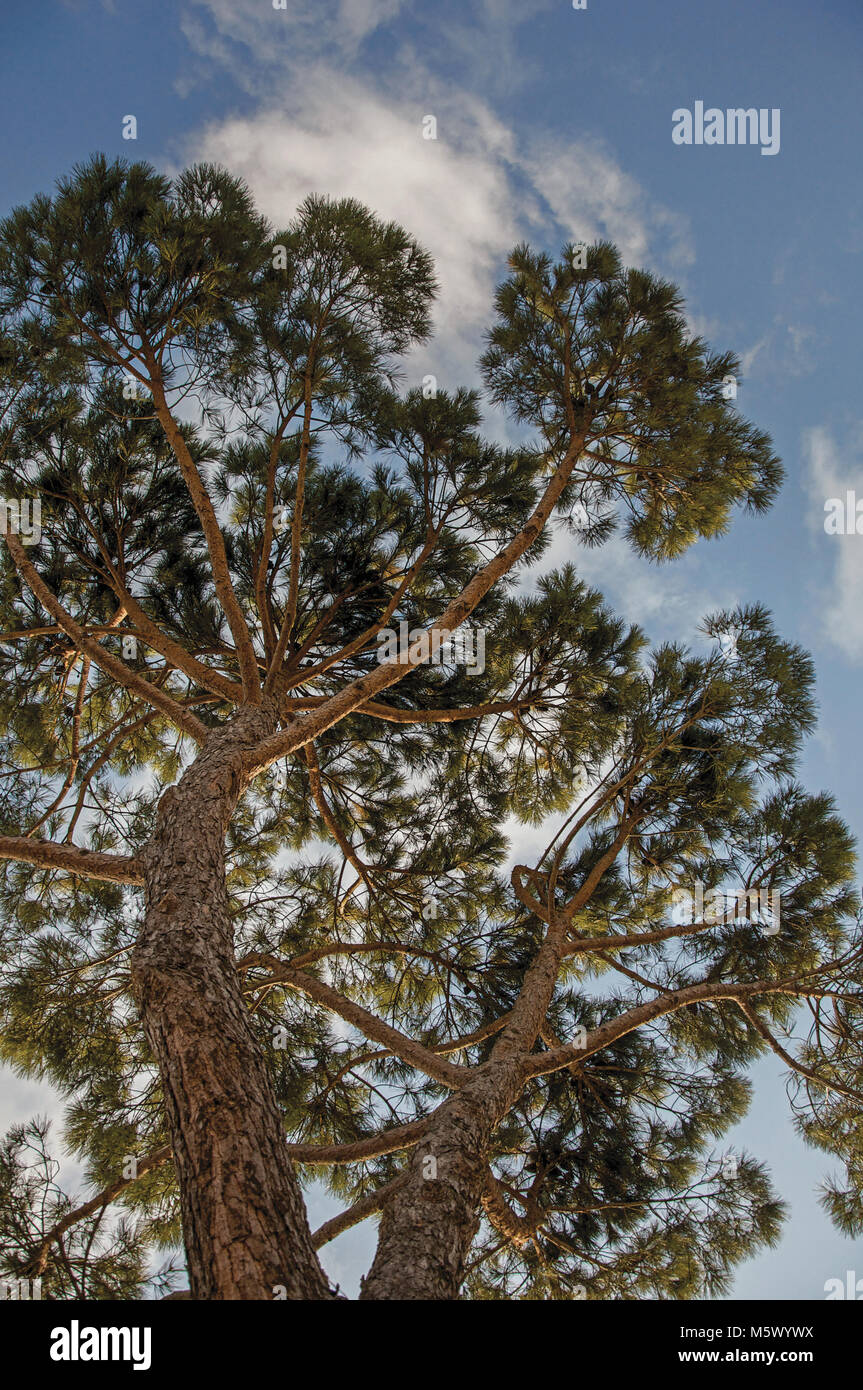 Close-up of pine tree on a sunny cloudy day at the Tuscan countryside ...