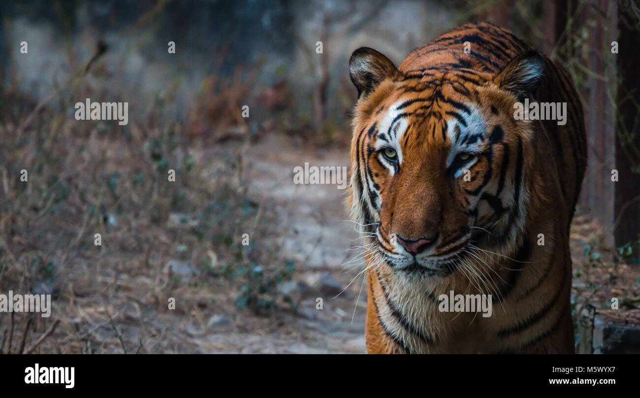 National Zoological Park, New Delhi, India Stock Photo - Alamy