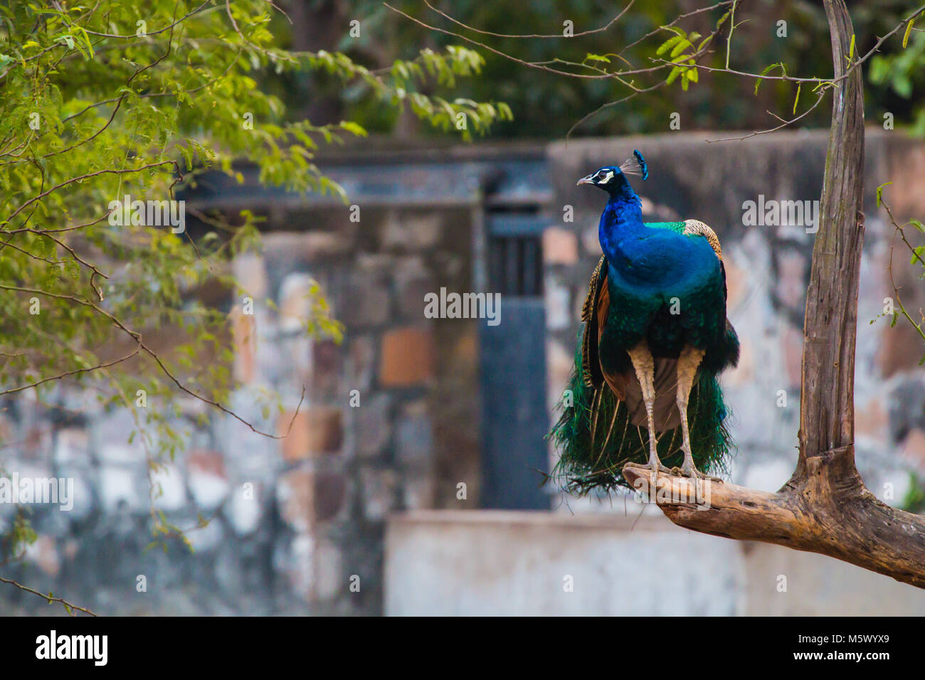 National Zoological Park, New Delhi, India Stock Photo - Alamy