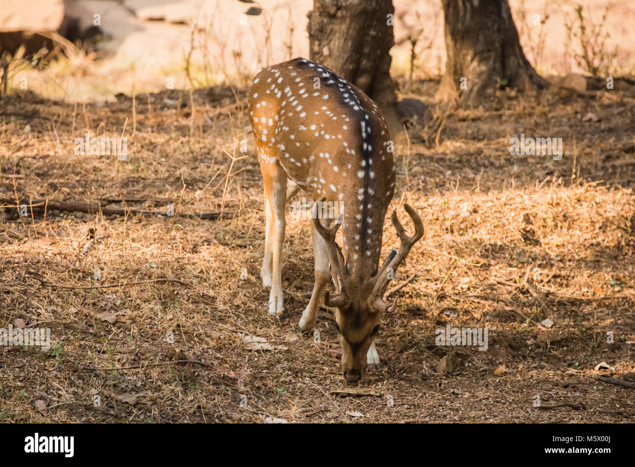 Ranthambhore rajasthan heritage hi-res stock photography and images - Alamy