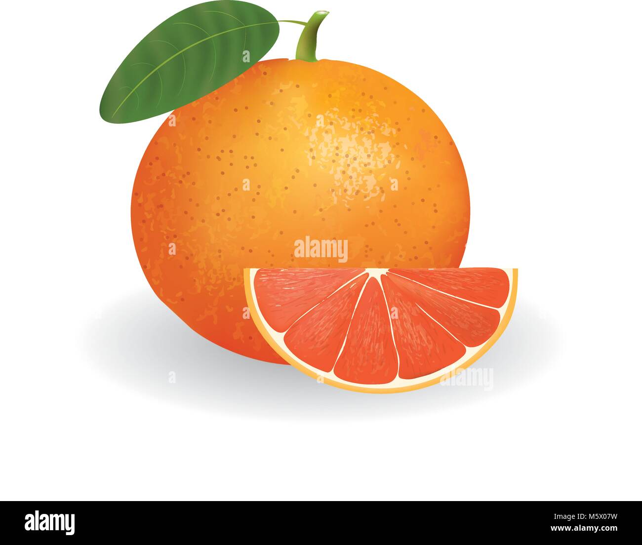 Grapefruit with slice. vector illustration Stock Vector Image & Art - Alamy