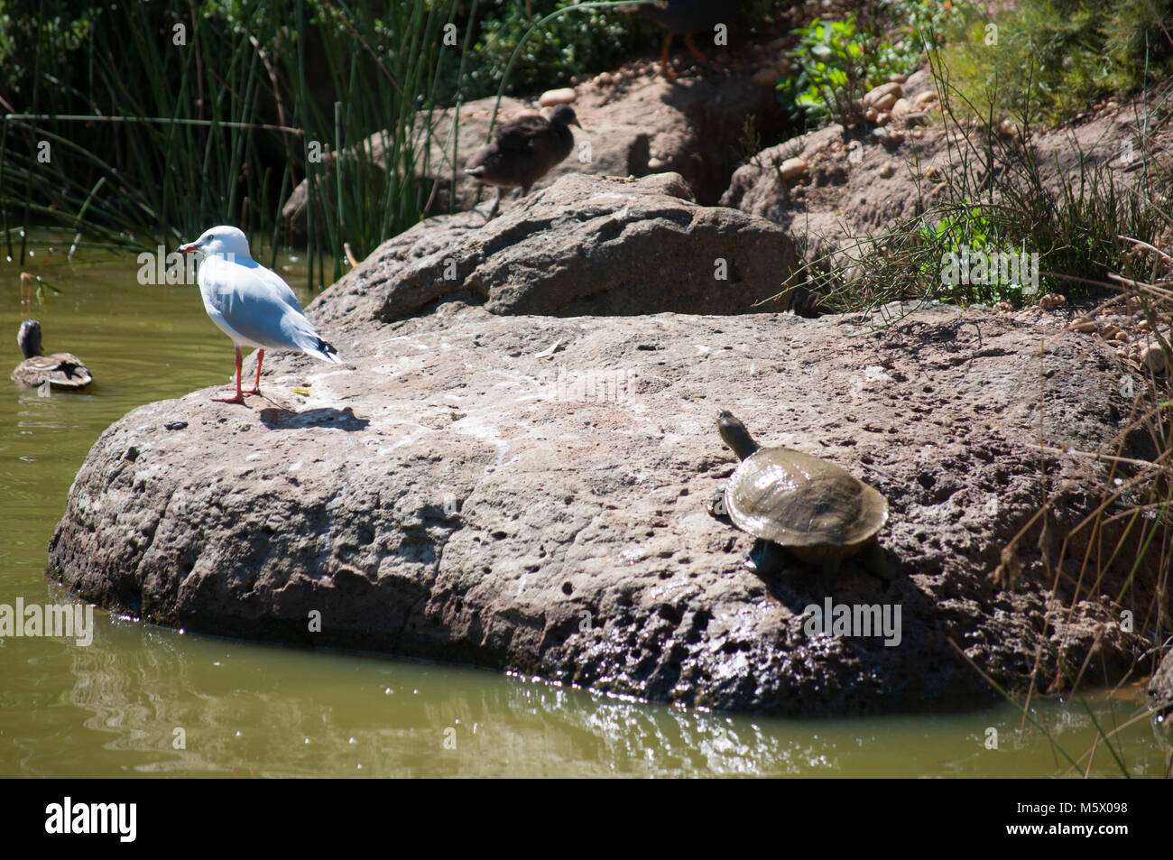 Turtle bird hi-res stock photography and images - Alamy