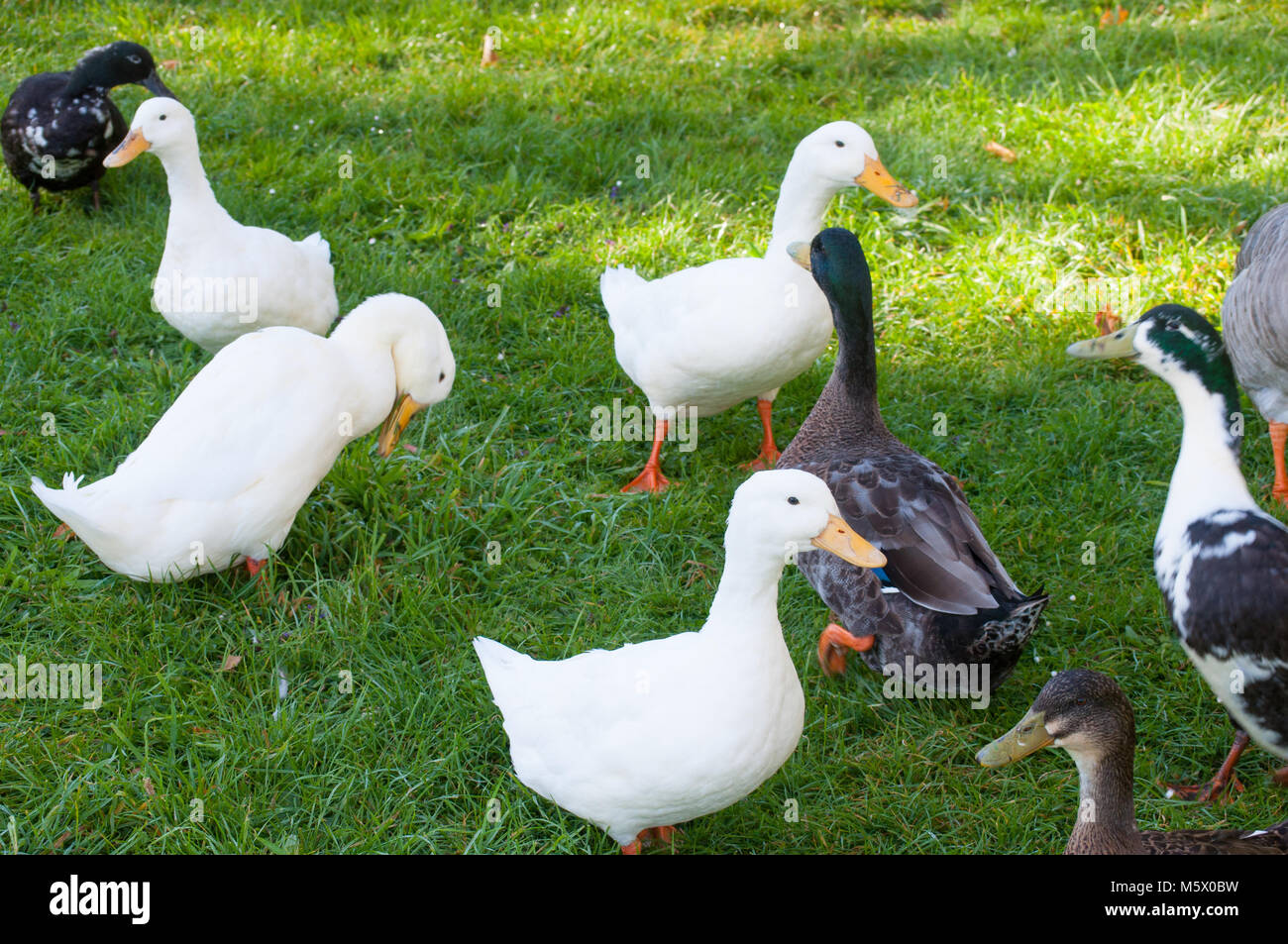 Multiple animals together hi-res stock photography and images - Alamy